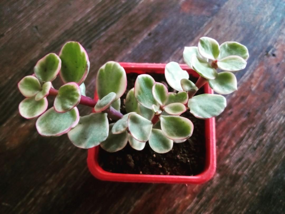 Variegated Mini Jadelet, Furniture & Home Living, Gardening, Plants ...