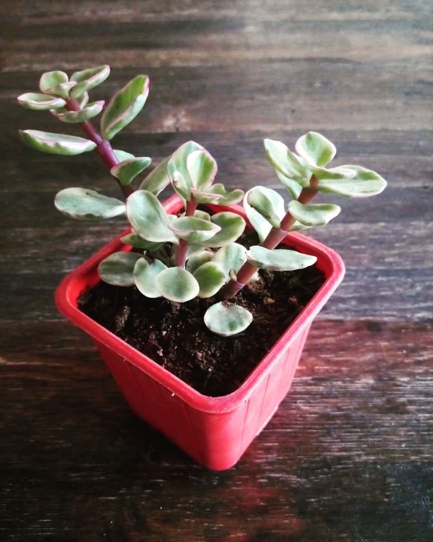 Variegated Mini Jadelet, Furniture & Home Living, Gardening, Plants ...