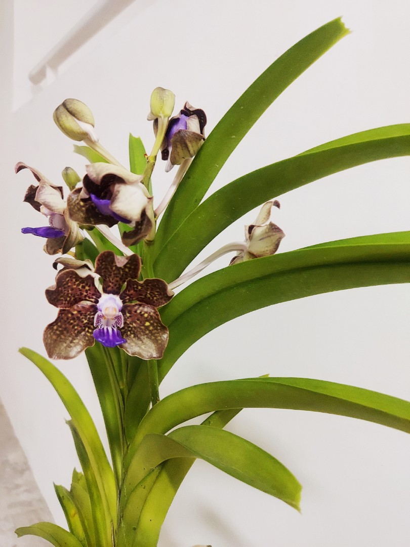 Vanda Mini Palmer Orchid, Furniture & Home Living, Gardening, Plants ...