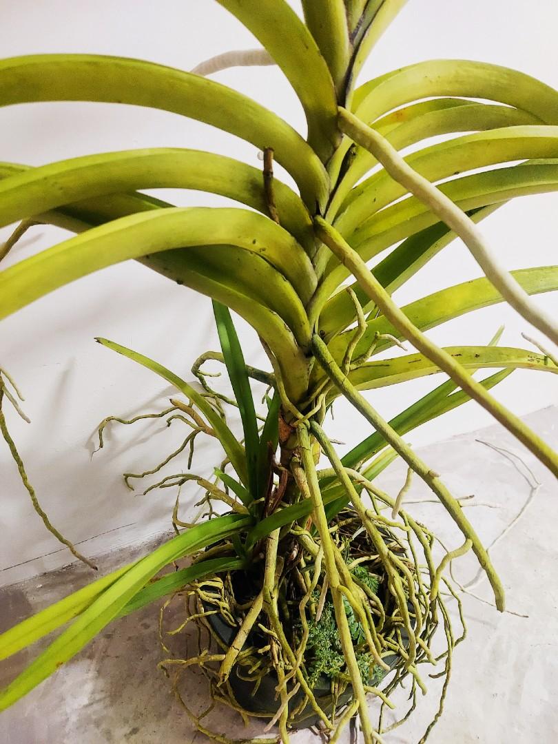 Vanda Mini Palmer Orchid, Furniture & Home Living, Gardening, Plants ...