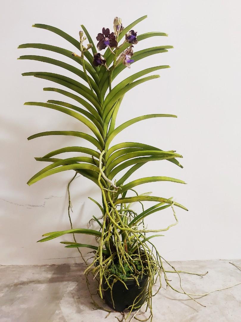 Vanda Mini Palmer Orchid, Furniture & Home Living, Gardening, Plants ...