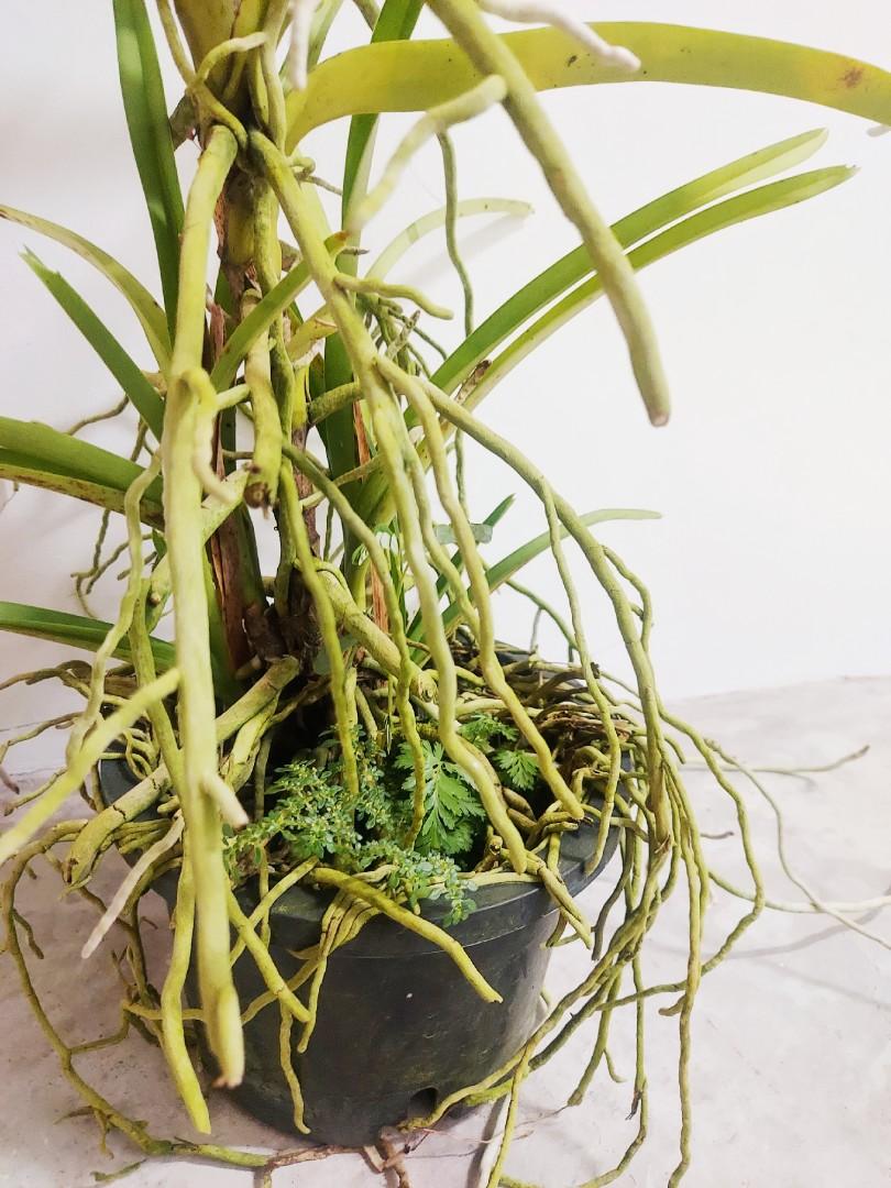 Vanda Mini Palmer Orchid, Furniture & Home Living, Gardening, Plants ...