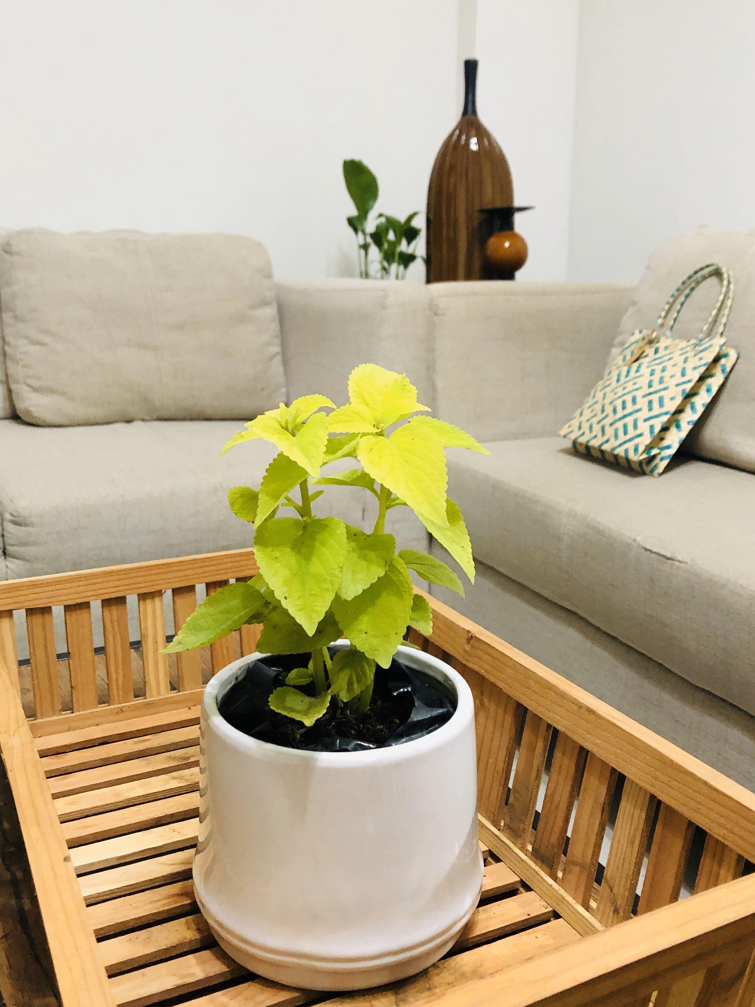 Neon Mayana - Wizard Golden Coleus - Mayana Plant Lime Variety ...