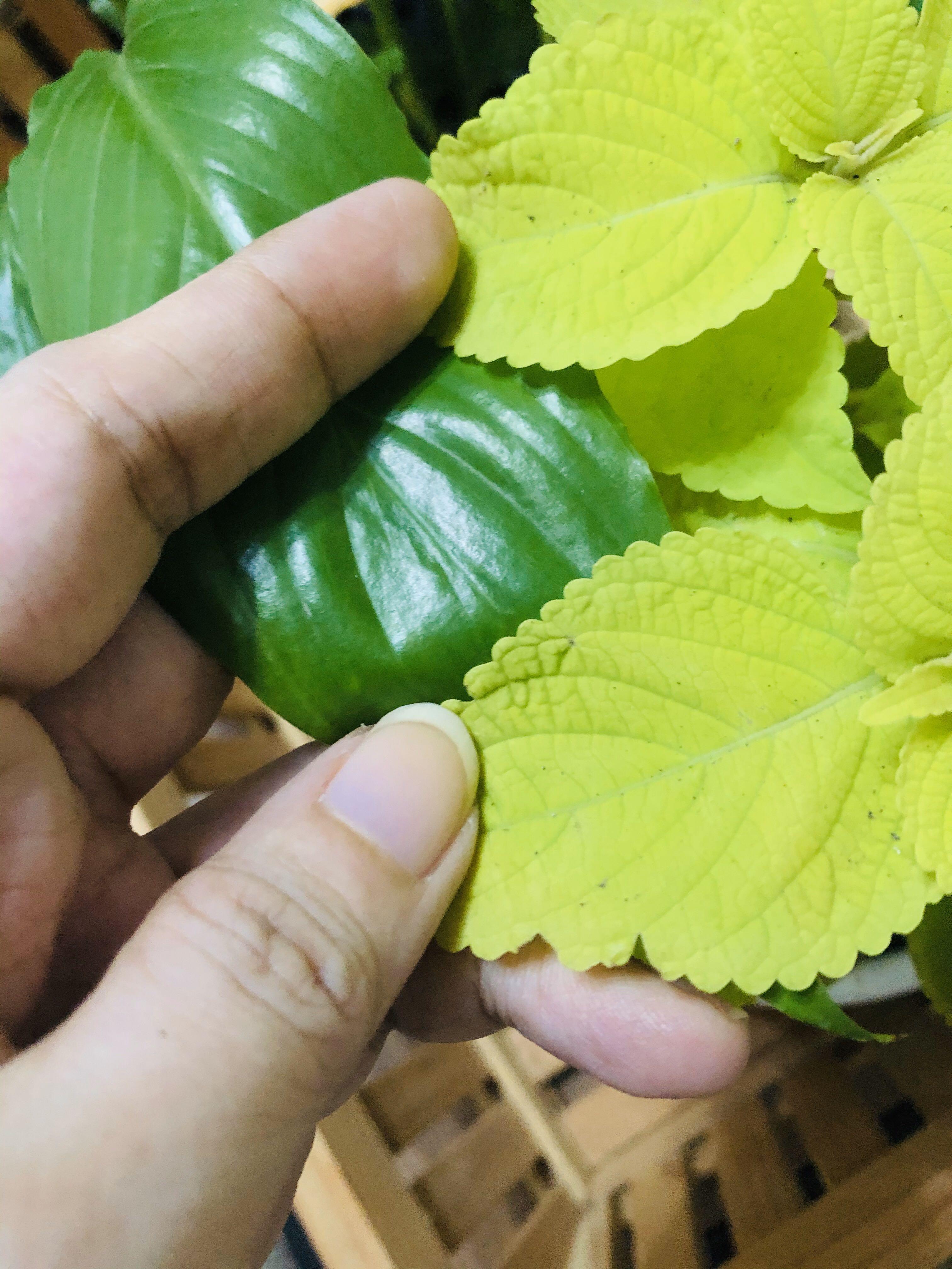 Neon Mayana - Wizard Golden Coleus - Mayana Plant Lime Variety ...