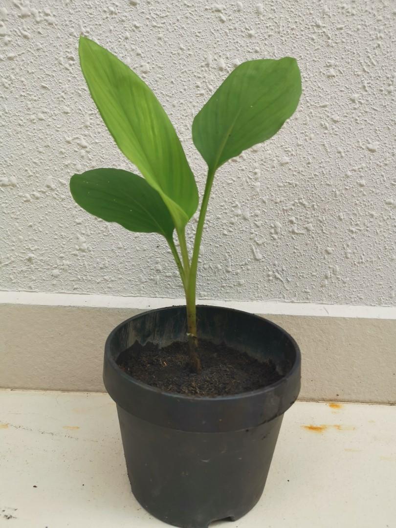 Rare Organic young Temu Kunci (fingerroot) plant, Furniture & Home ...