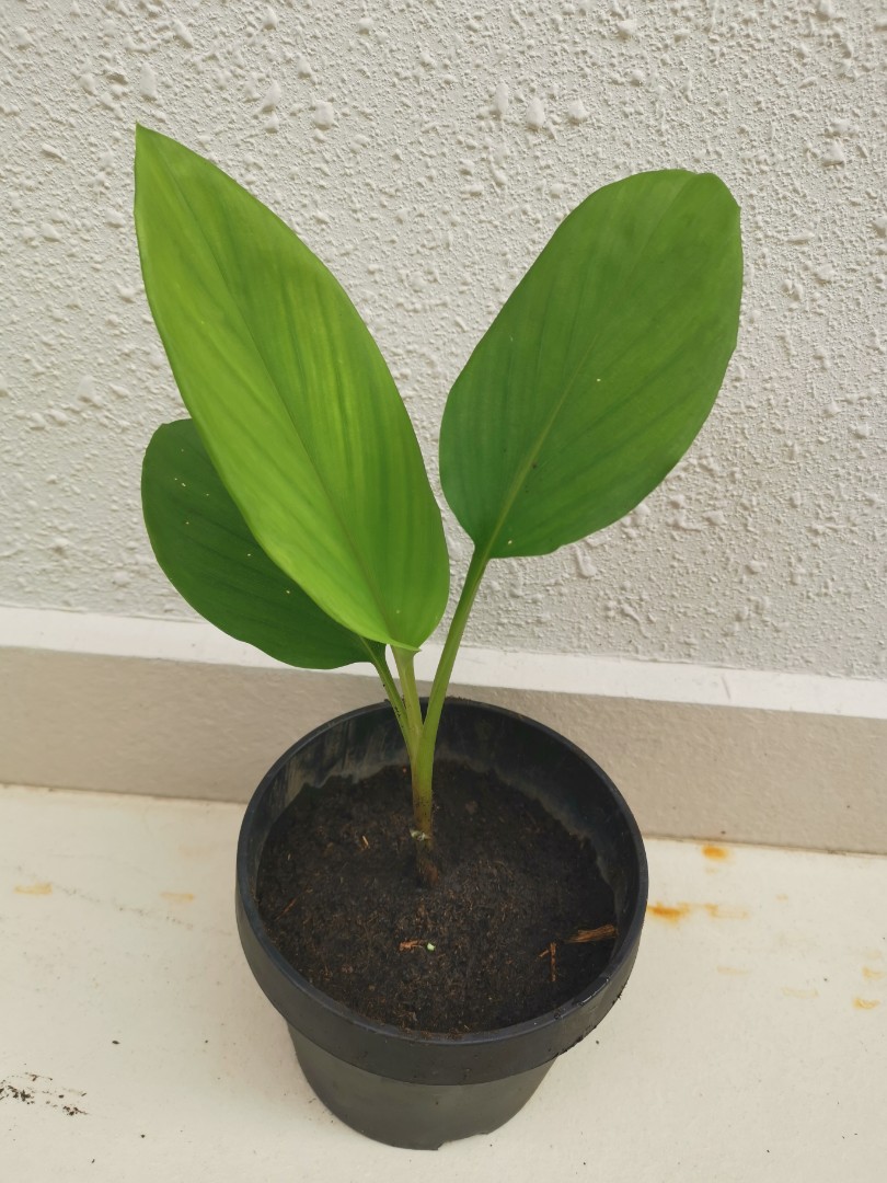 Rare Organic young Temu Kunci (fingerroot) plant, Furniture & Home ...