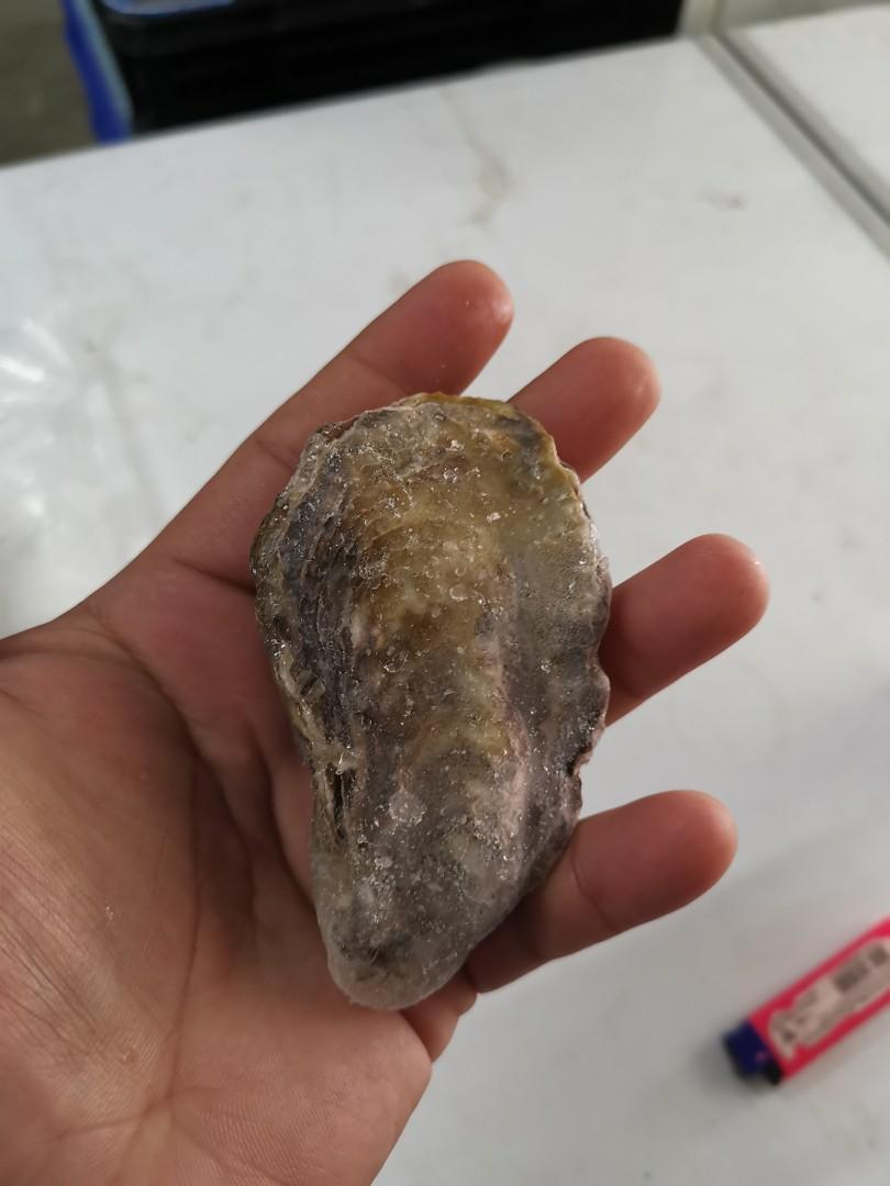 Sashimi Grade Full shell oyster, Food & Drinks, Local F&Bs, Japanese on ...