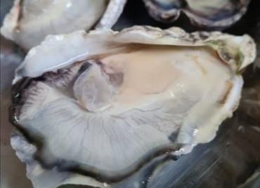 Sashimi Grade Full shell oyster, Food & Drinks, Local F&Bs, Japanese on ...