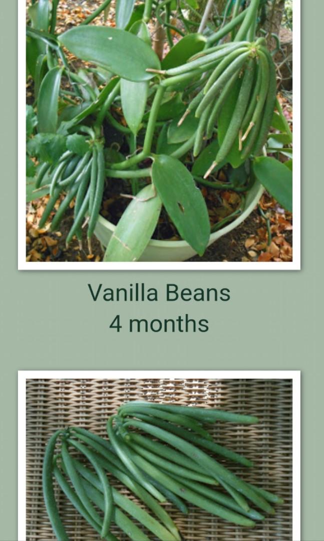 Vanilla Planifolia Variegata Vining Orchid, Furniture & Home Living ...