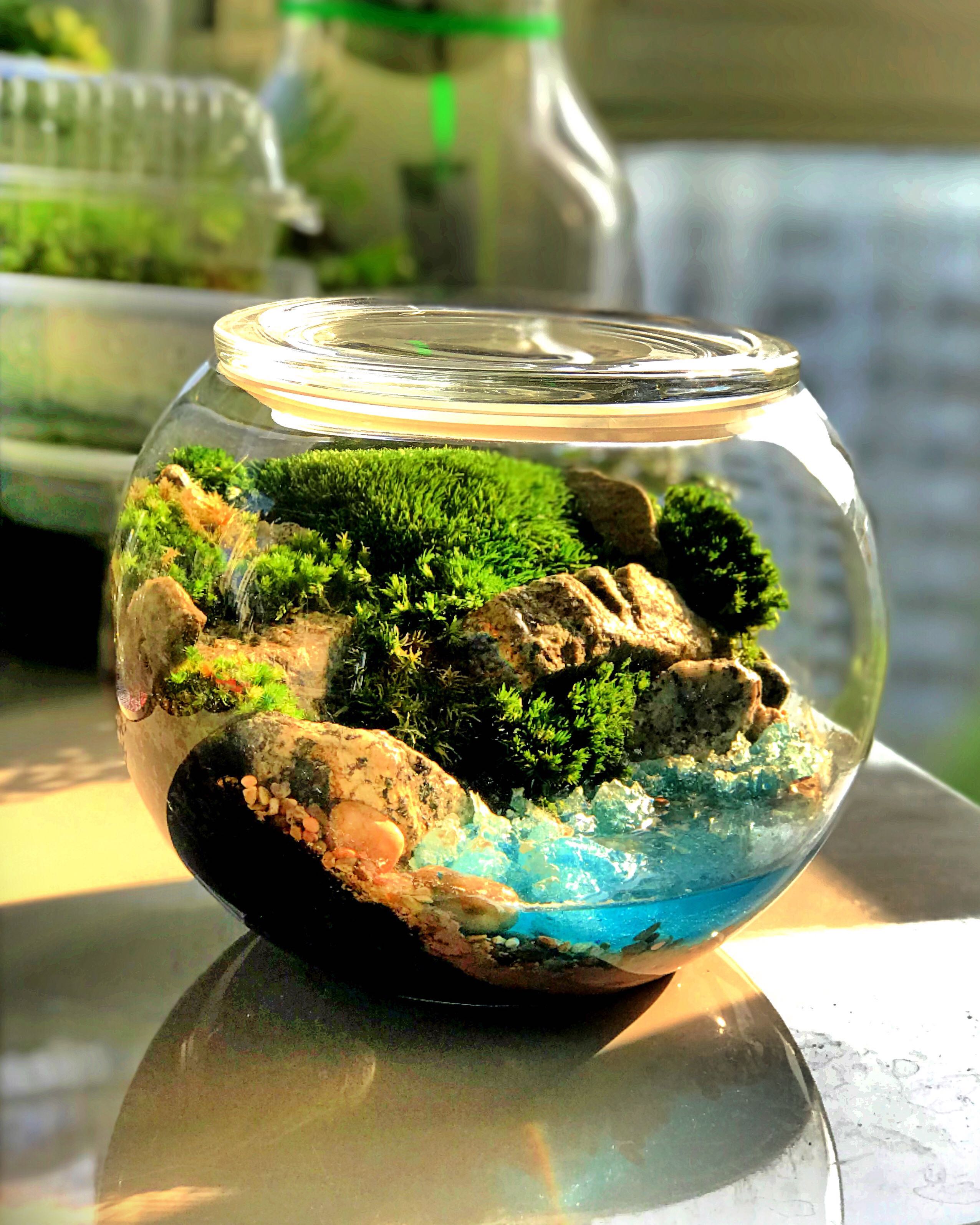 Rocky coast Terrarium, Hobbies & Toys, Toys & Games on Carousell
