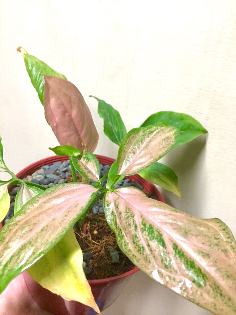 Syngonium Pink Tri-leaf, Furniture & Home Living, Gardening, Plants ...