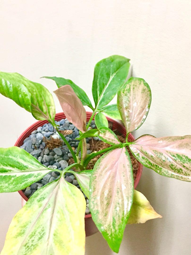 Syngonium Pink Tri-leaf, Furniture & Home Living, Gardening, Plants ...