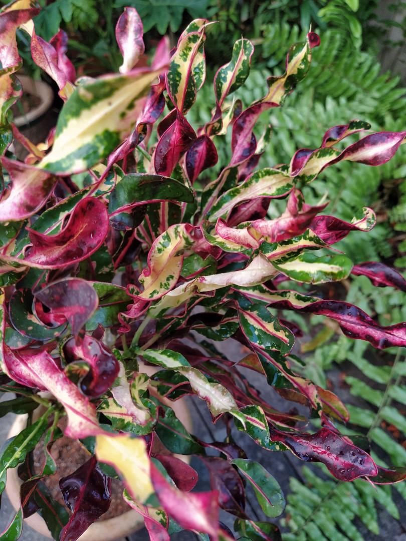 Curly Mammy Croton Plant, Furniture & Home Living, Gardening, Plants ...
