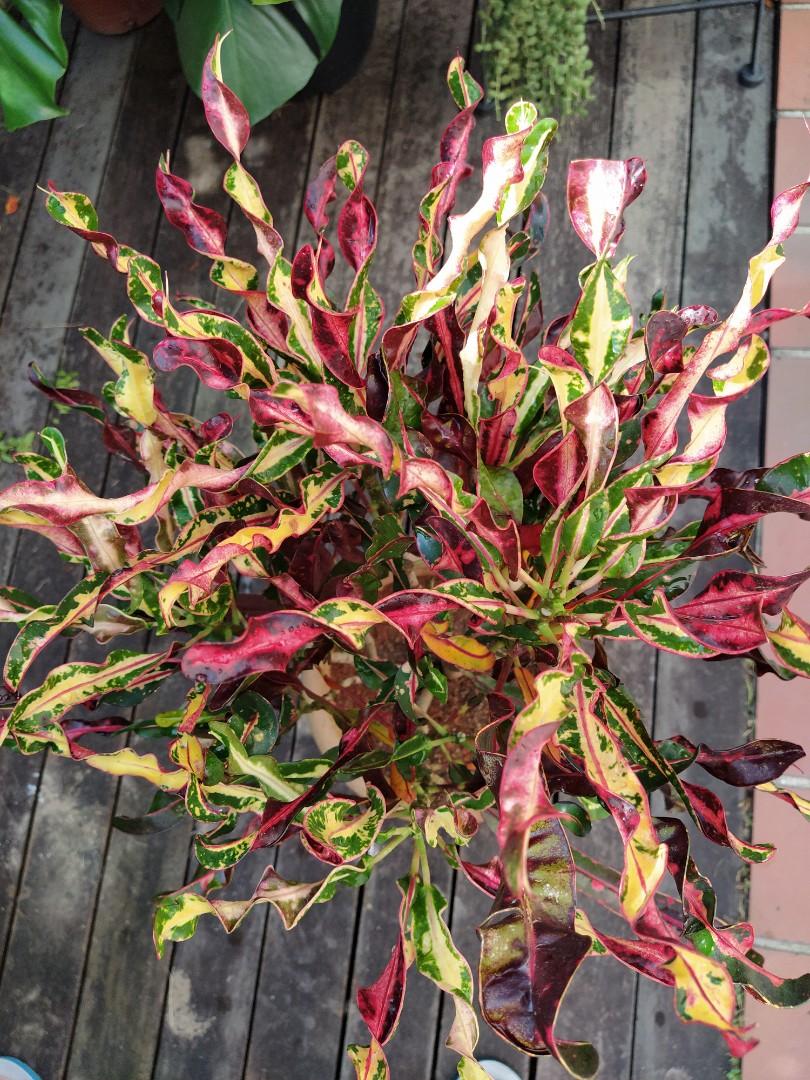 Curly Mammy Croton Plant, Furniture & Home Living, Gardening, Plants ...