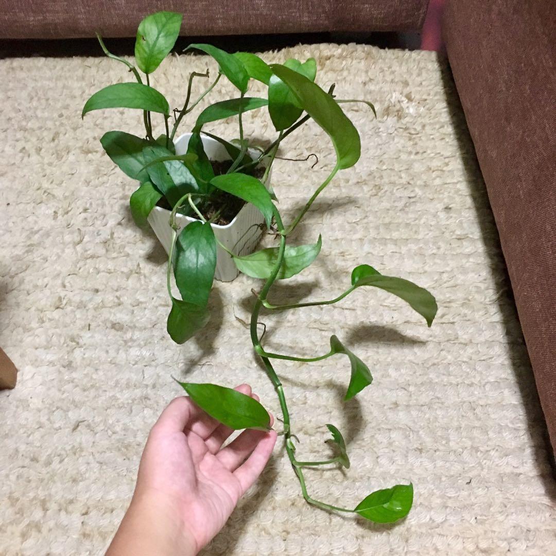 Epipremnum pinnatum or Tibatib (Juvenile form), Furniture & Home Living ...