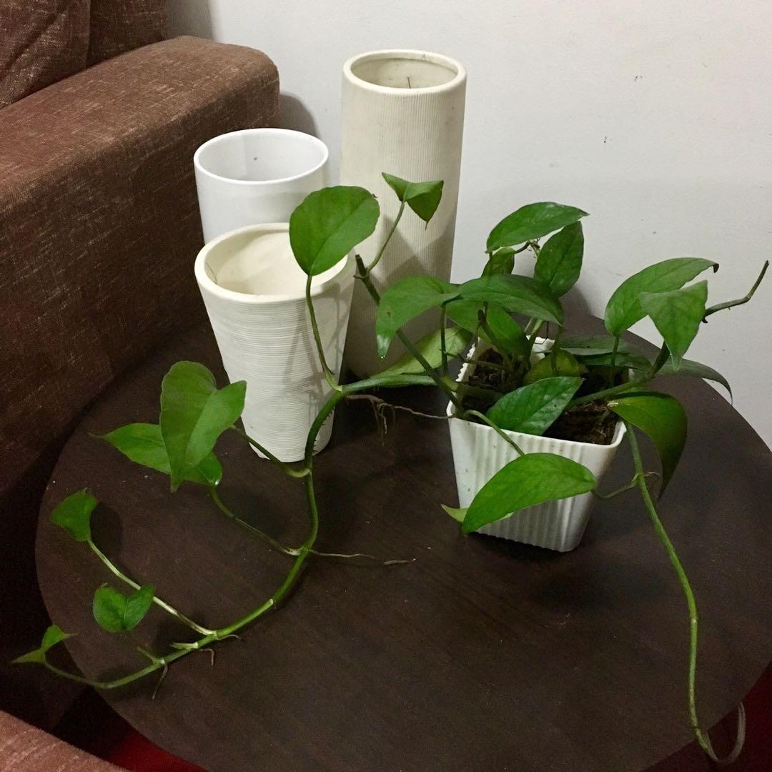 Epipremnum pinnatum or Tibatib (Juvenile form), Furniture & Home Living ...