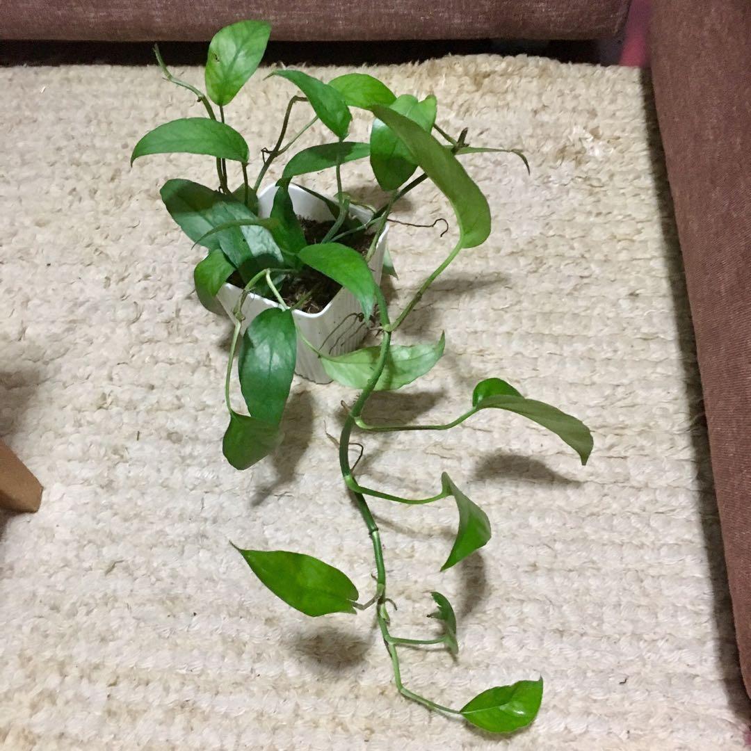 Epipremnum pinnatum or Tibatib (Juvenile form), Furniture & Home Living ...