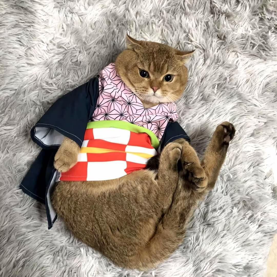 🎍KAMADO NEZUKO PET CAT CLOTHES COSPLAY COSTUME KIMETSU NO YAIBA ANIME ...