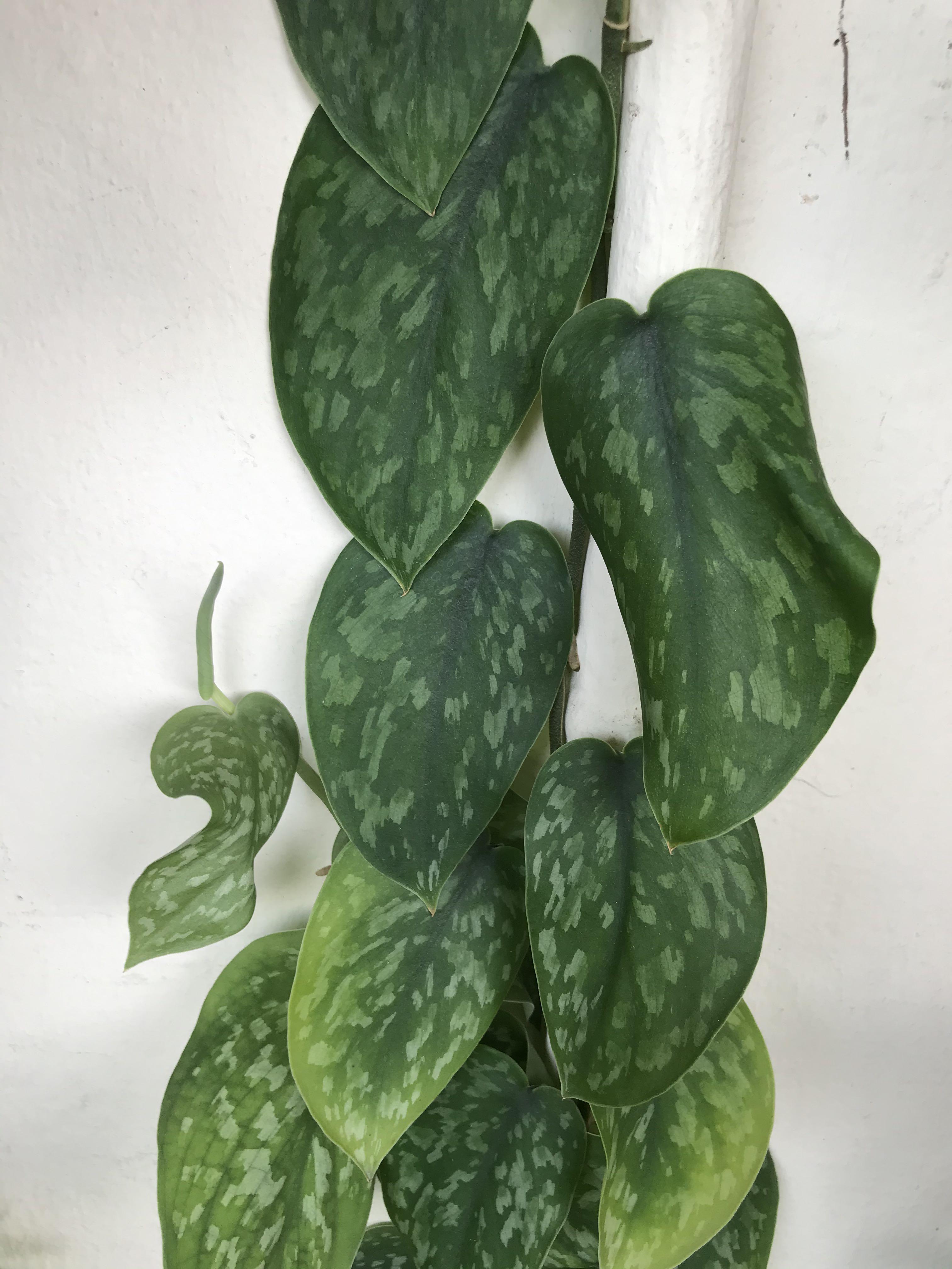 Scindapsus Pictus Argyraeus, Gardening, Plants on Carousell