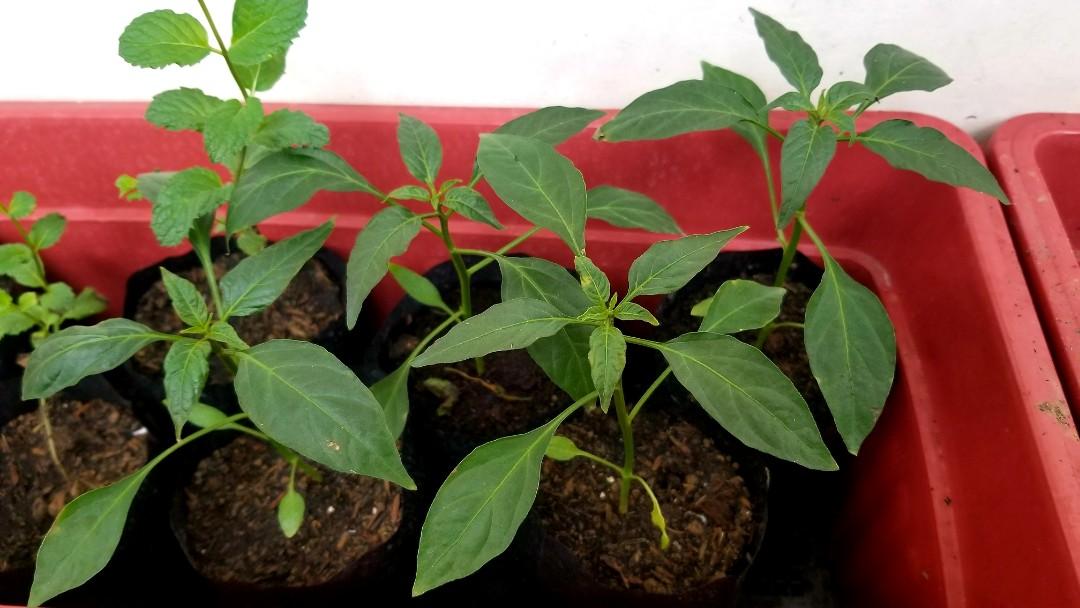 Sili labuyo chili pepper seedlings, Furniture & Home Living, Gardening ...