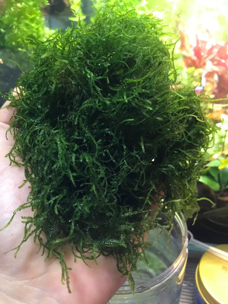 Flame moss, Pet Supplies, For Fish, Fish Tank Accessories on Carousell