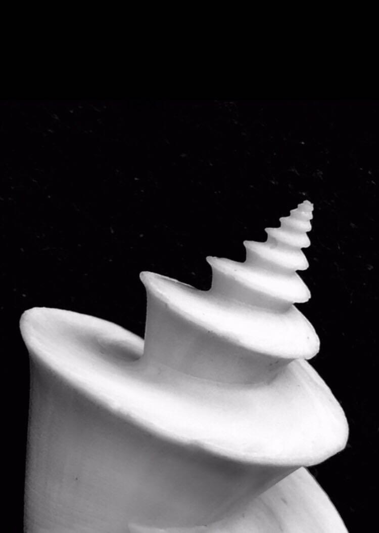 Miraculous Thatcher Shell Seashell, Women's Fashion, Jewelry ...