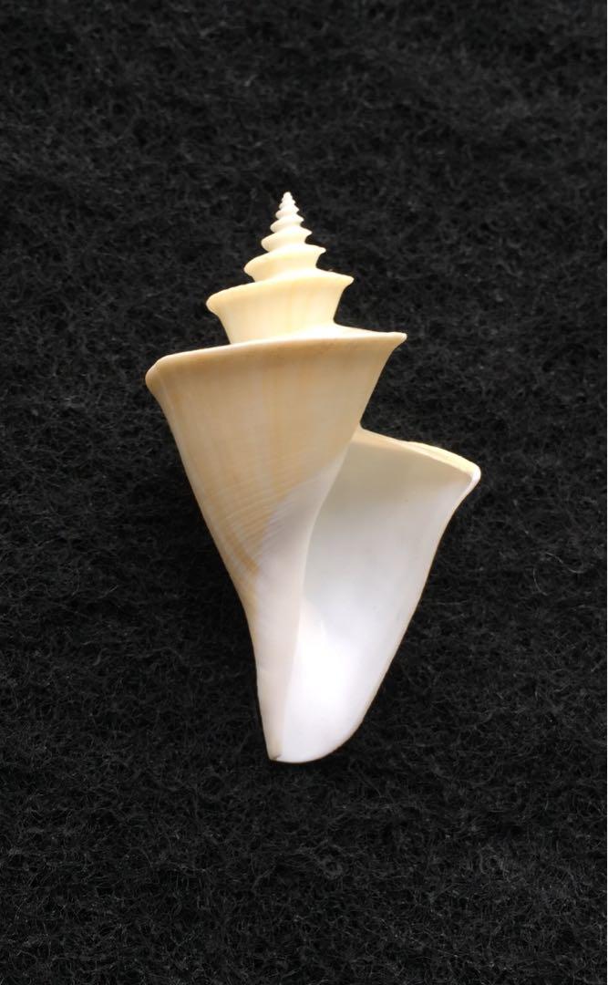 Miraculous Thatcher Shell Seashell, Women's Fashion, Jewelry ...