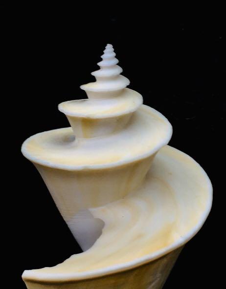 Miraculous Thatcher Shell Seashell, Women's Fashion, Jewelry ...