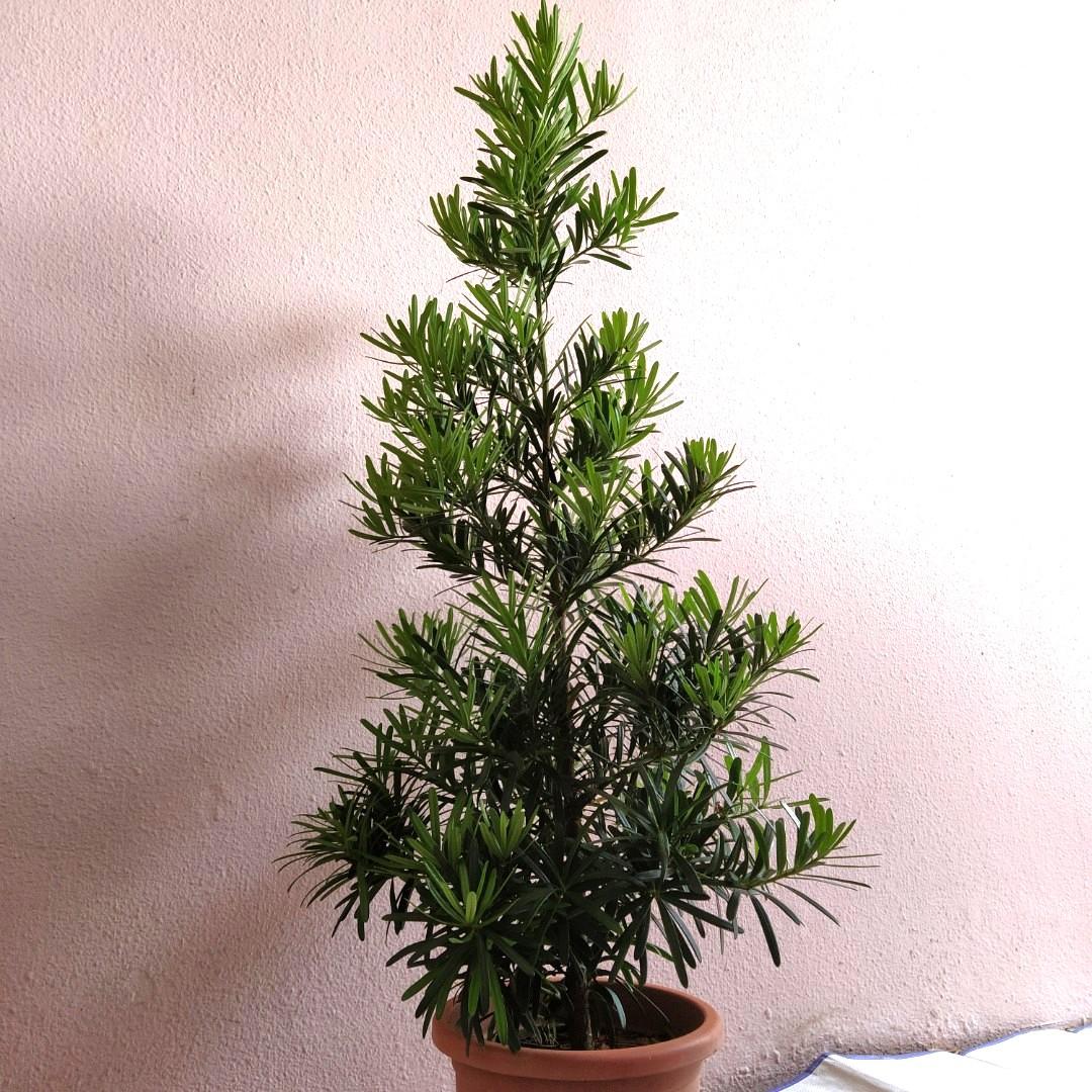 Podocarpus /Luo Han Song, Furniture & Home Living, Gardening, Plants ...