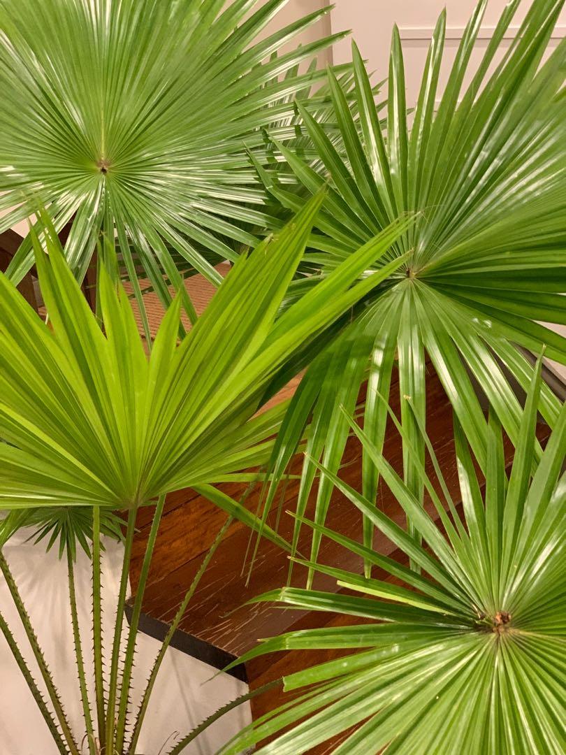 7ft Rare and Established Anahaw Tree Plant, Furniture & Home Living ...