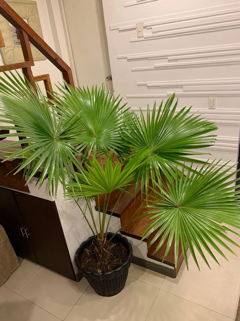 7ft Rare and Established Anahaw Tree Plant, Furniture & Home Living ...