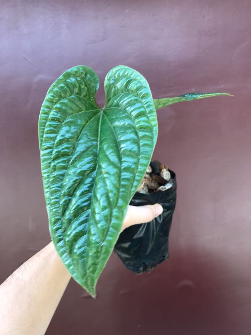 Anthurium Radicans, Furniture & Home Living, Gardening, Plants & Seeds ...