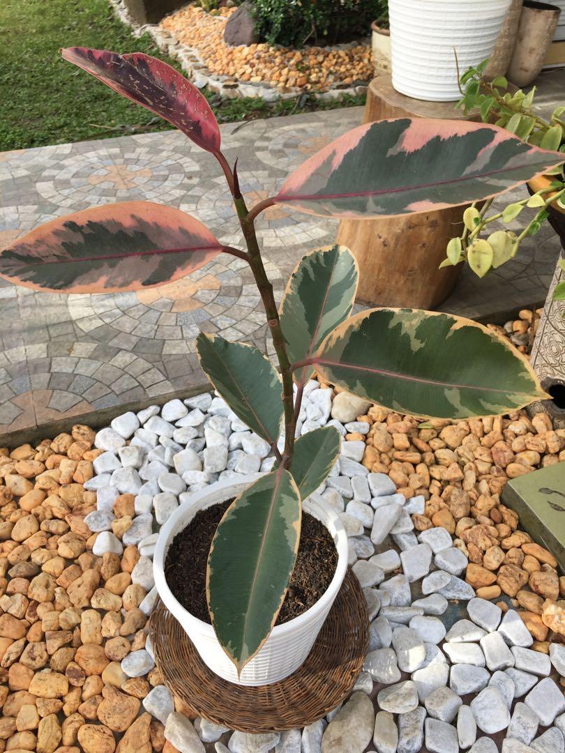 Ruby Tineke Rubber Plant, Furniture & Home Living, Gardening, Plants ...