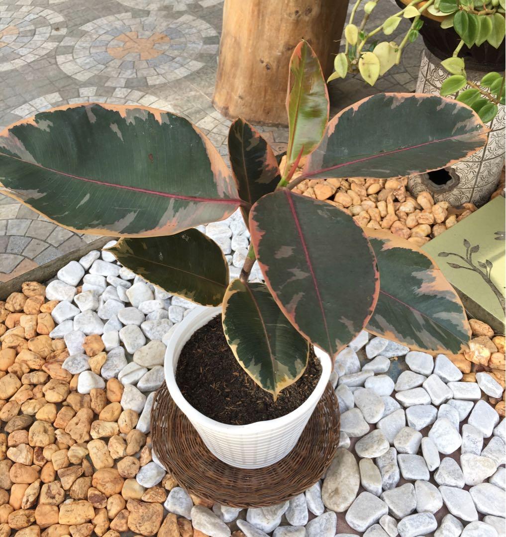 Ruby Tineke Rubber Plant, Furniture & Home Living, Gardening, Plants ...