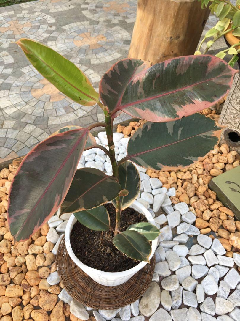 Ruby Tineke Rubber Plant, Furniture & Home Living, Gardening, Plants ...