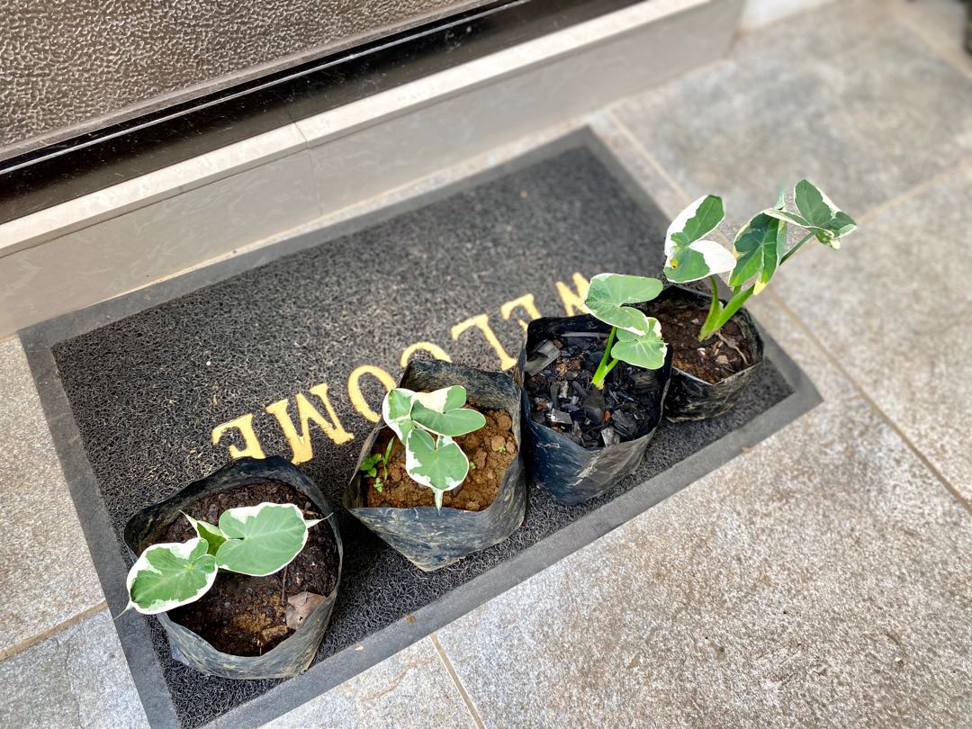 Dwarf Mickey Mouse Taro caladium, Furniture & Home Living, Gardening ...