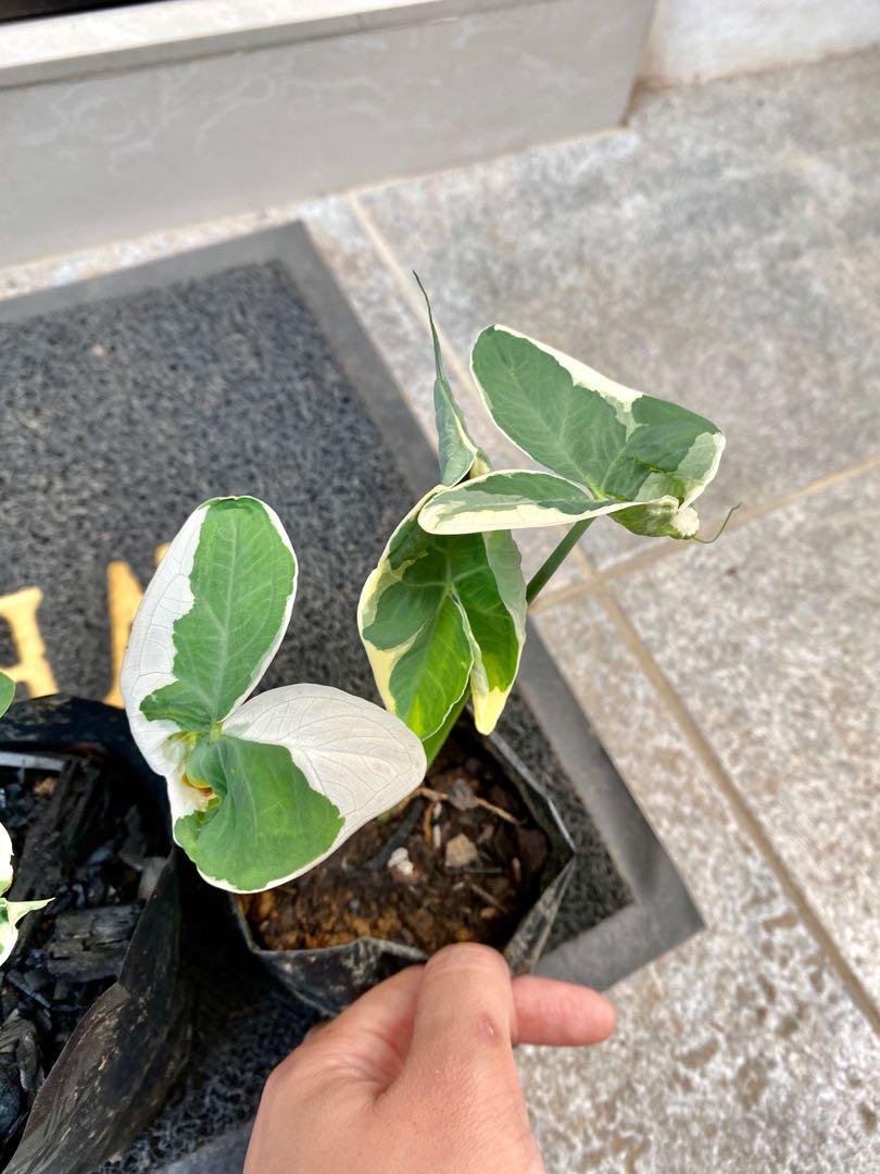 Dwarf Mickey Mouse Taro caladium, Furniture & Home Living, Gardening ...