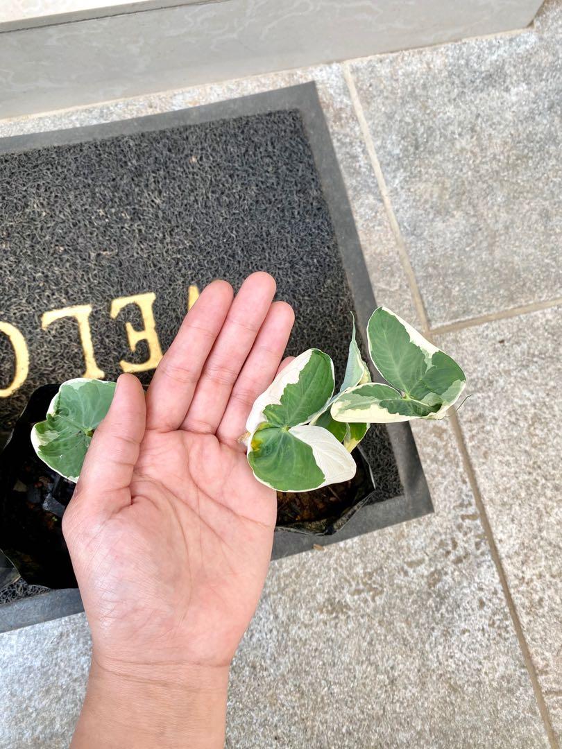 Dwarf Mickey Mouse Taro caladium, Furniture & Home Living, Gardening ...