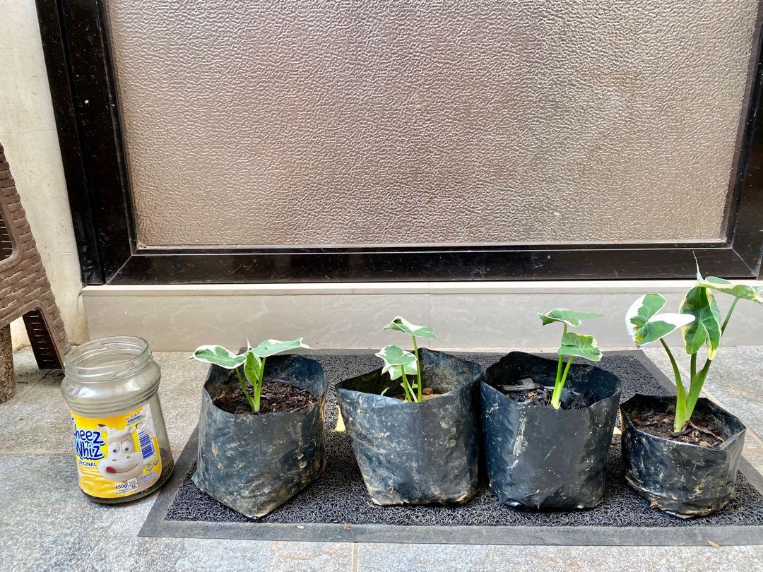 Dwarf Mickey Mouse Taro caladium, Furniture & Home Living, Gardening ...