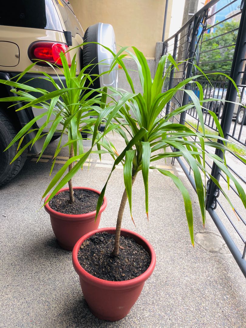 Japanese Yucca, Furniture & Home Living, Gardening, Plants & Seeds on ...