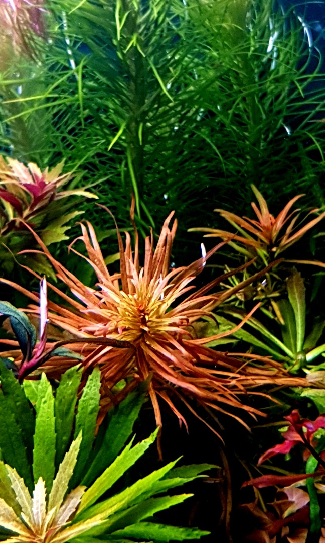 Ludwigia inclinata var. verticillata 'Pantanal' (out of stock ...