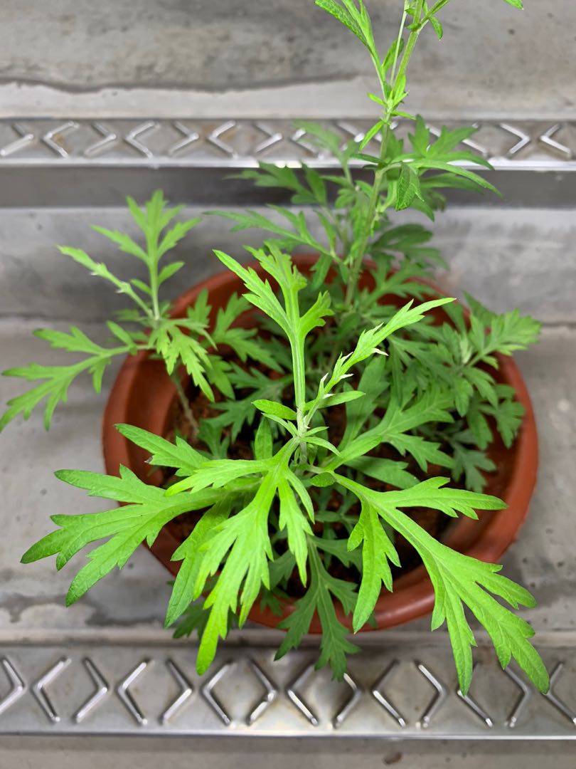 (Edibles) Mugwort Plant / Artemisia Vulgaris / 艾草, Furniture & Home ...