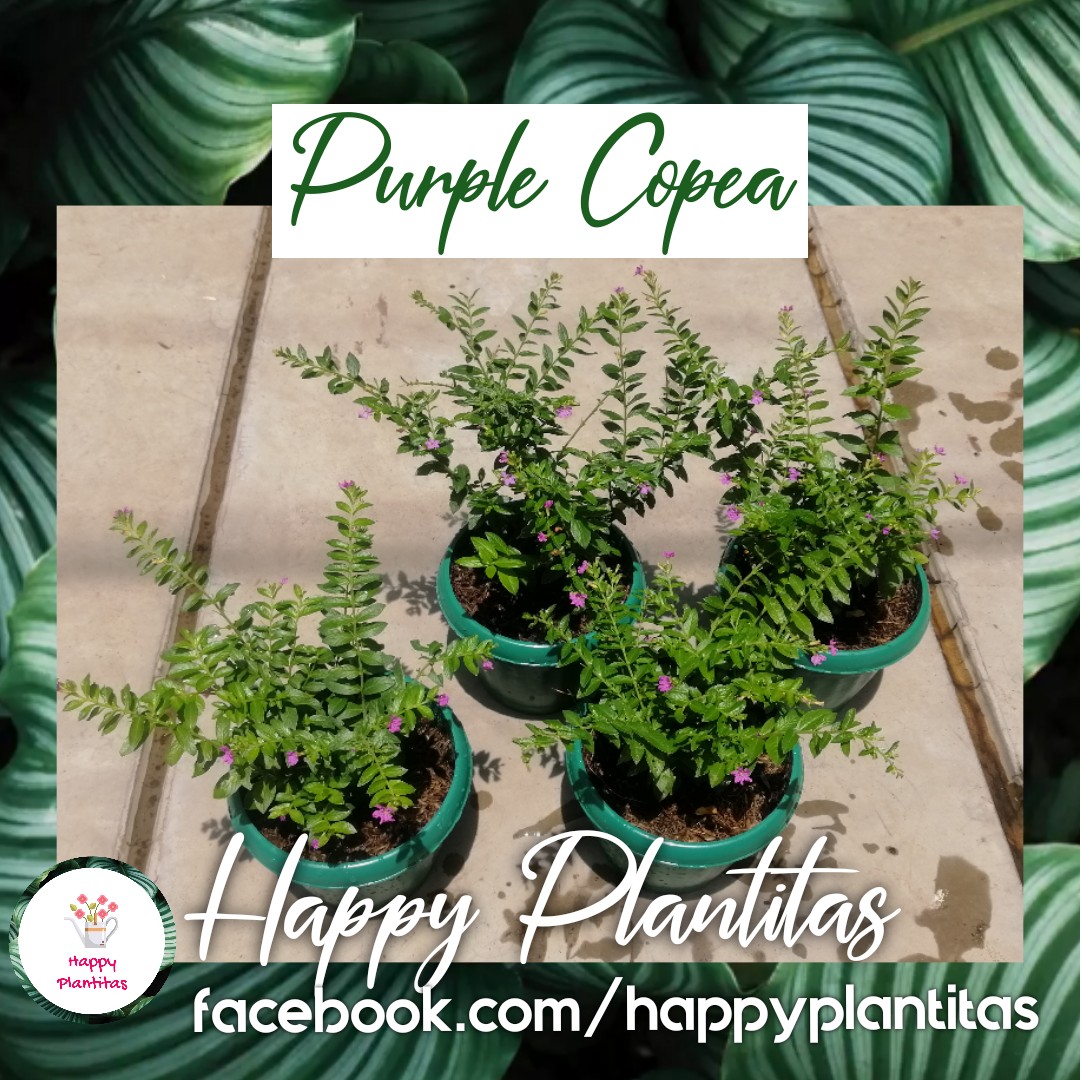 Purple Copea on Carousell