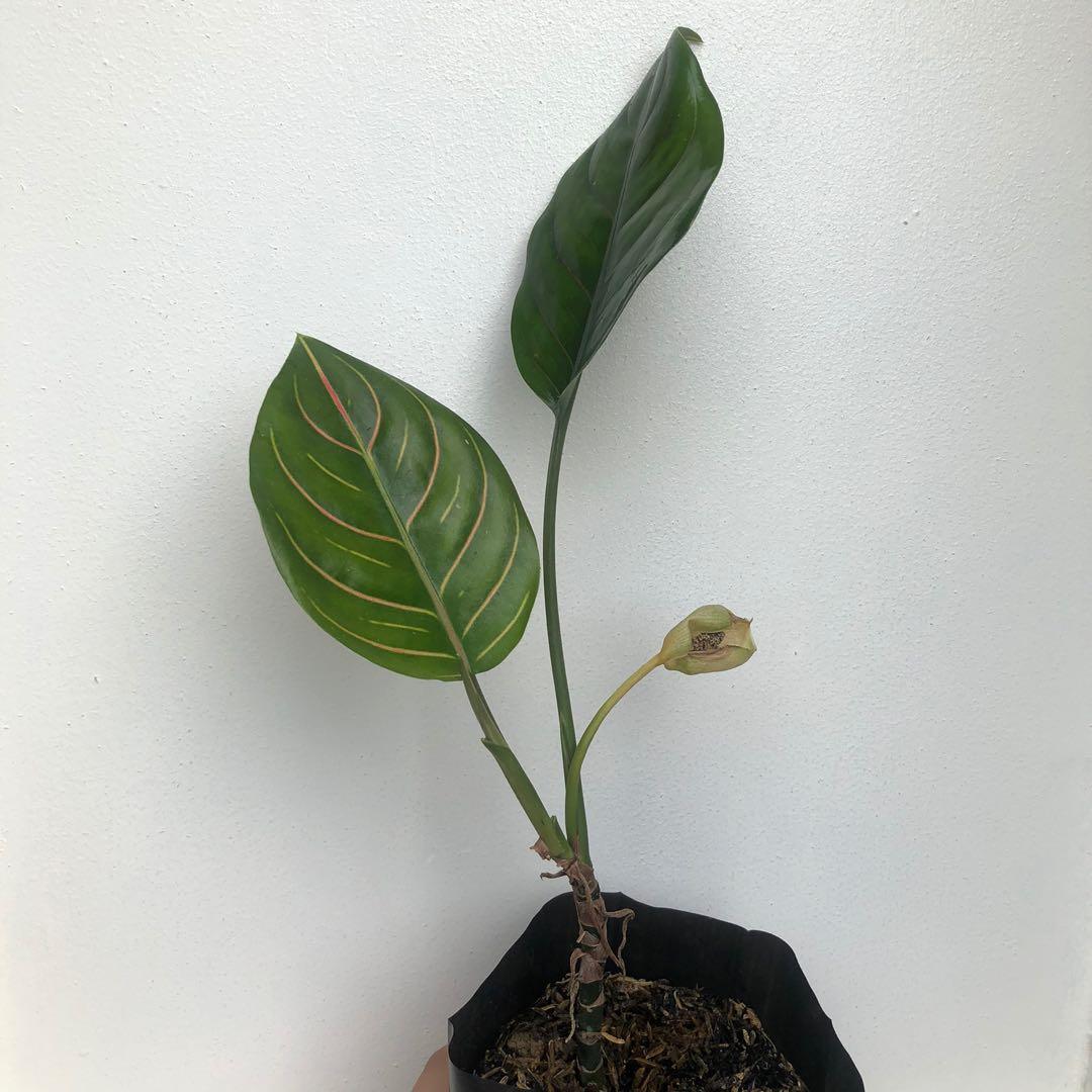 Aglaonema Rotundum Tiger (Medium Size), Furniture & Home Living ...