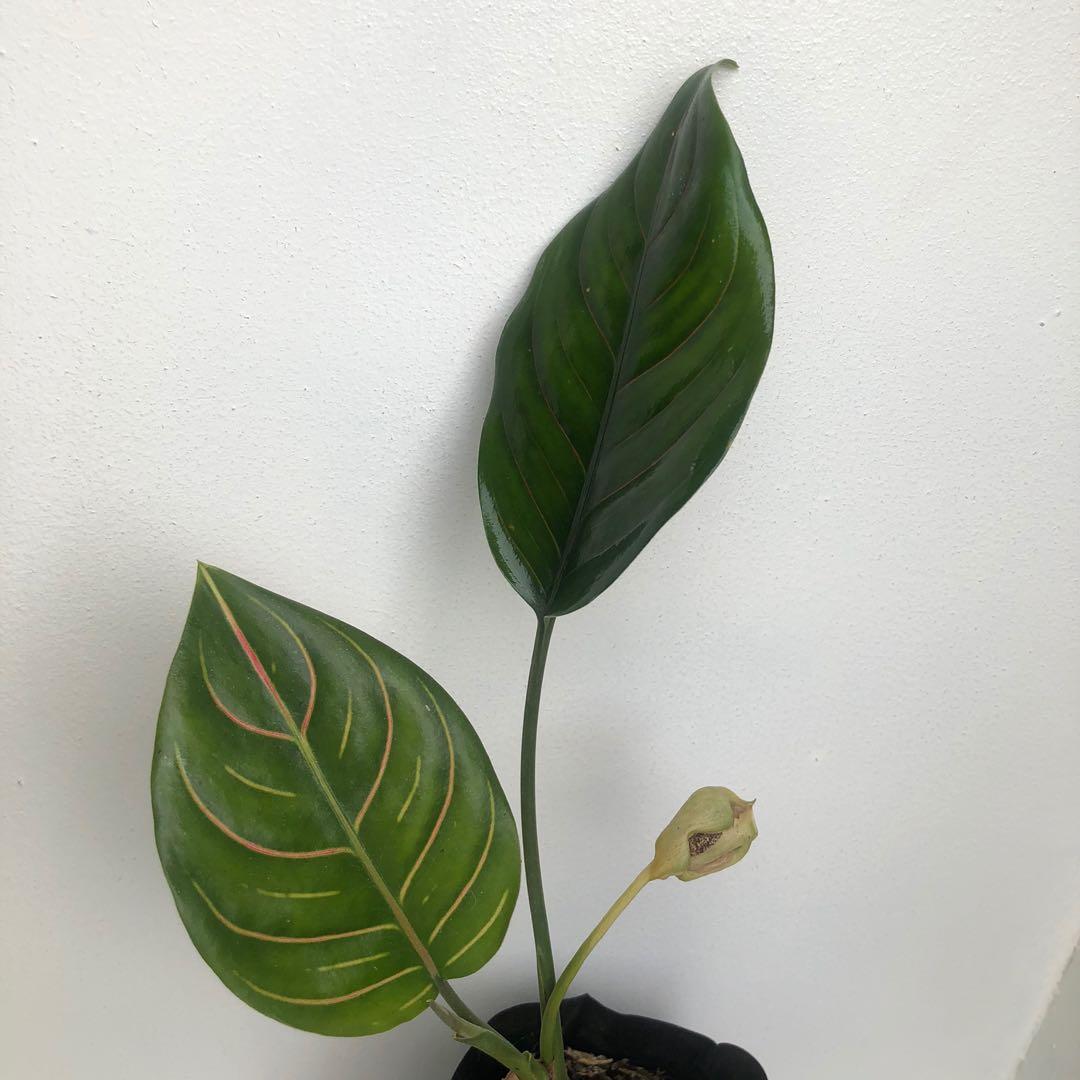 Aglaonema Rotundum Tiger (Medium Size), Furniture & Home Living ...