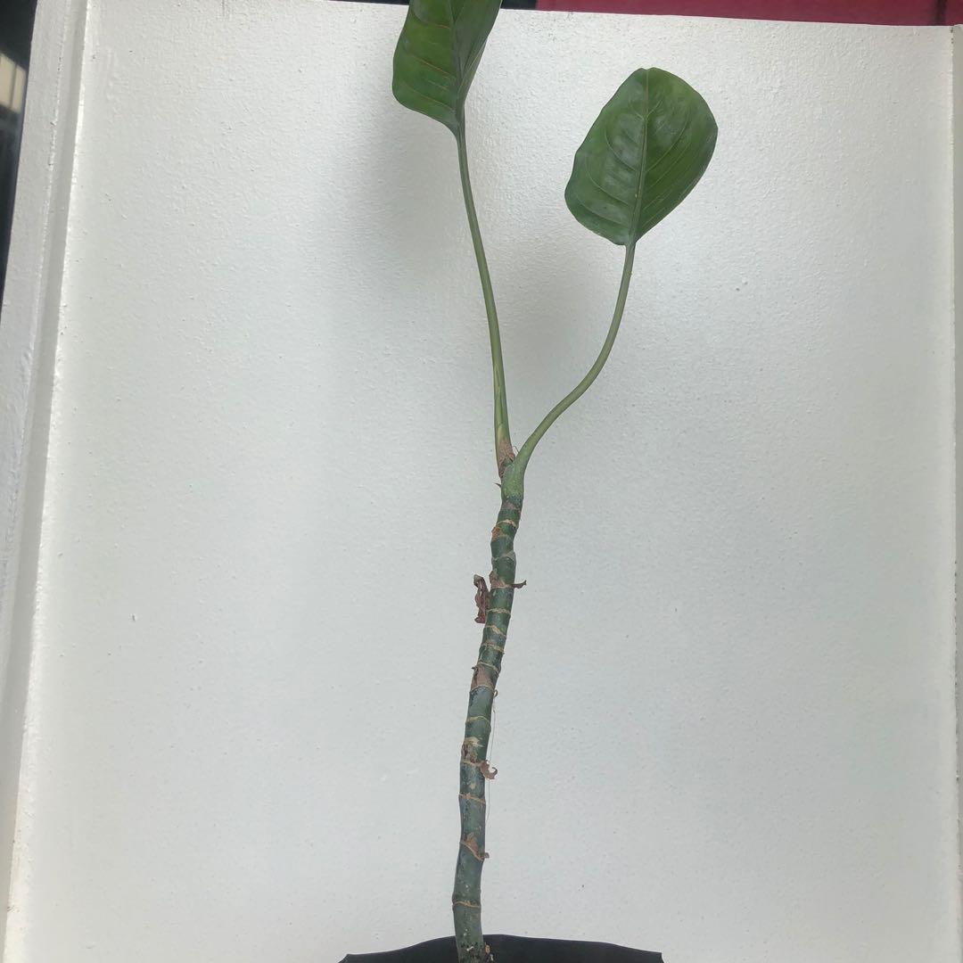 Aglaonema Rotundum Tiger (Medium Size), Furniture & Home Living ...