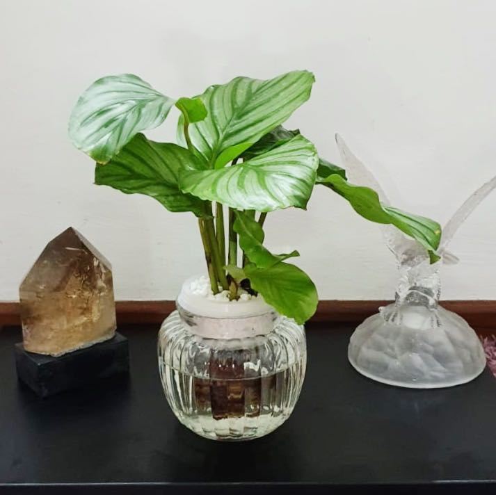 Calathea Orbifolia (Hydroponic), Furniture & Home Living, Gardening ...