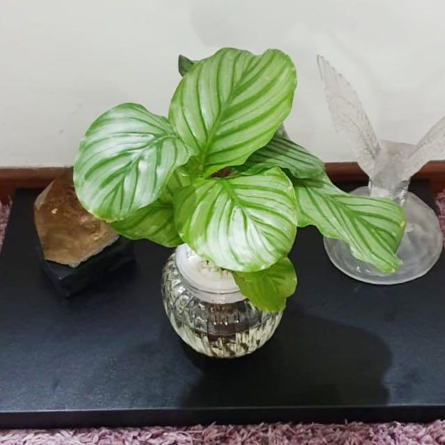 Calathea Orbifolia (Hydroponic), Furniture & Home Living, Gardening ...