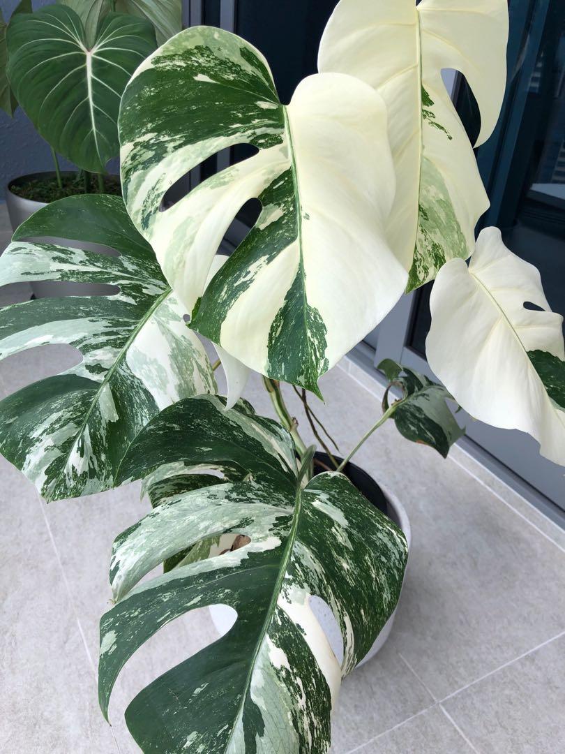 Monstera Albo Princess Plant , Furniture & Home Living, Gardening ...