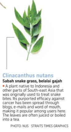 Sabah Snake Grass - widely known to cure cancer!, Furniture & Home ...